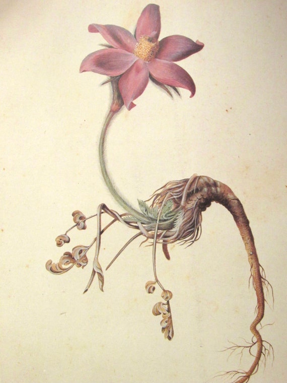 American Pasqueflower Coloring Page