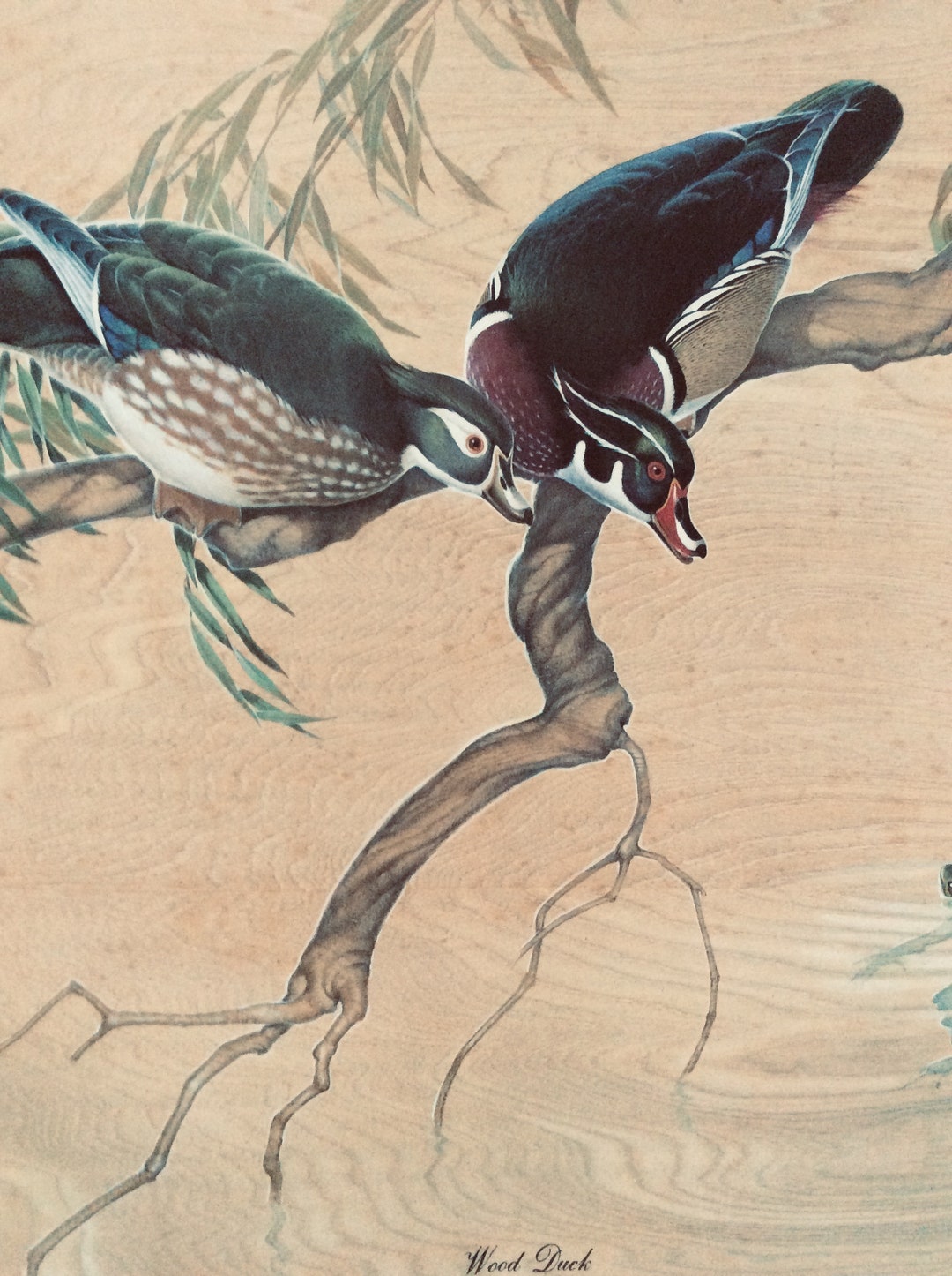 Menaboni's Birds, Wood Duck, 1950 Vintage Book Page to Frame, 8.5 X 12 ...