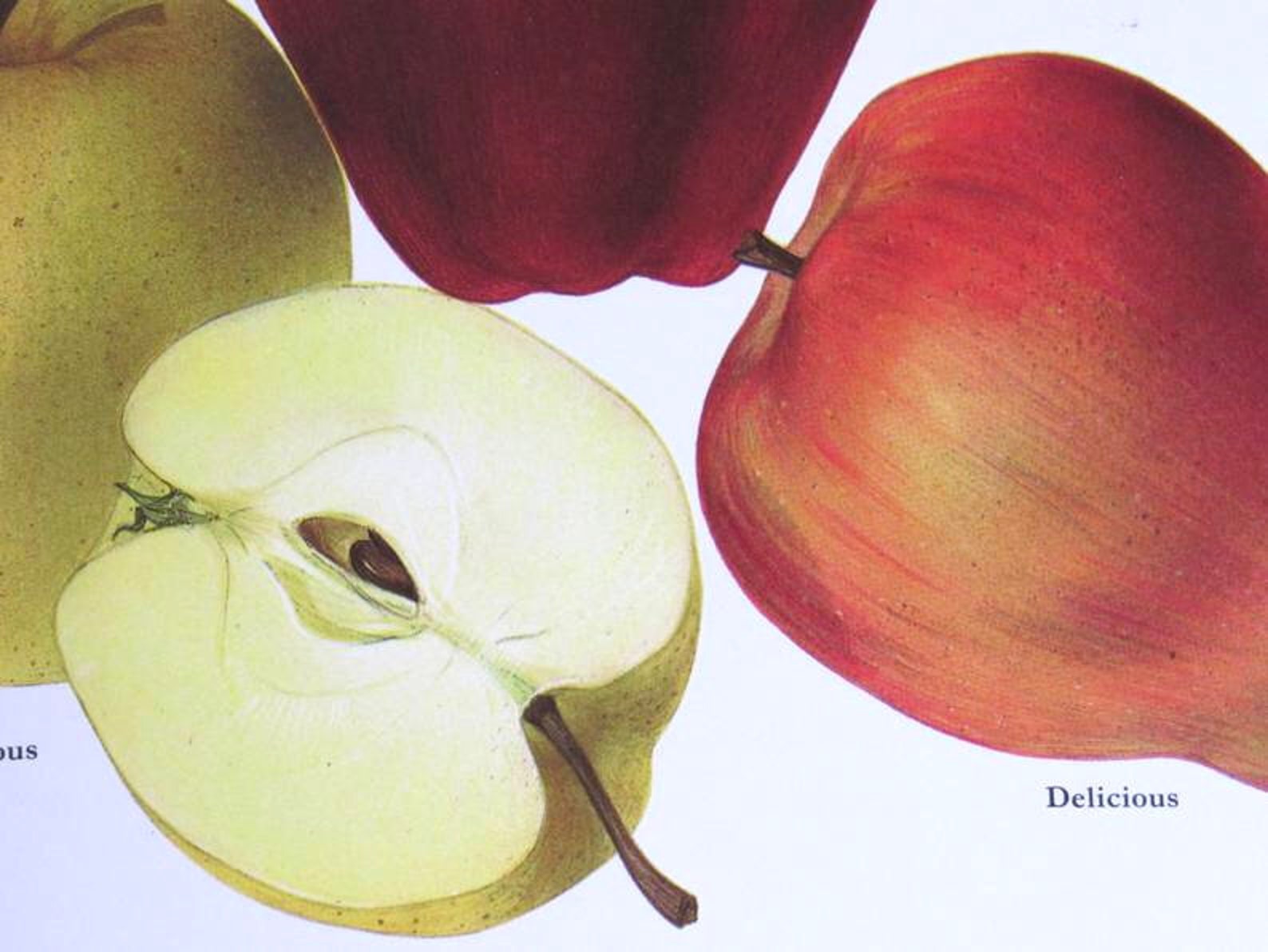 Apple Delicious/rose of Caldero/golden Delicious Color - Etsy