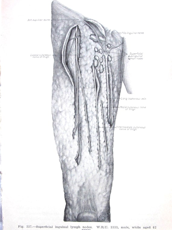 Superficial Inguinal Lymph Nodes