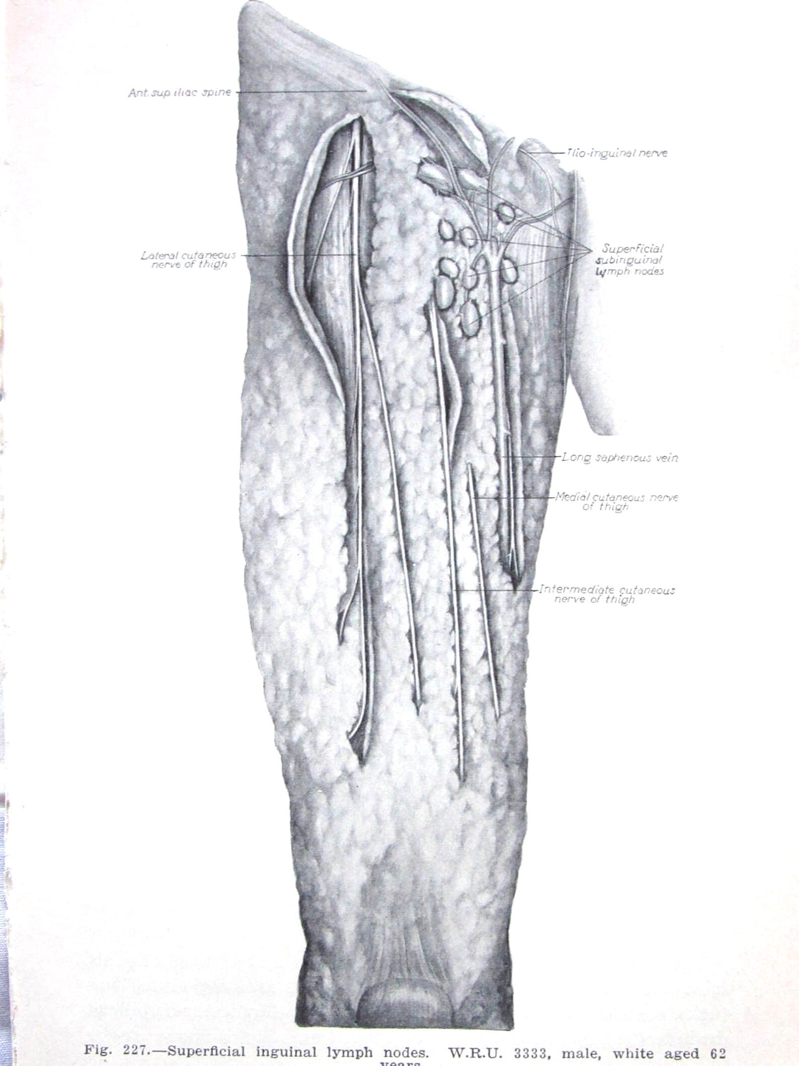 Superficial Inguinal Lymph Nodes