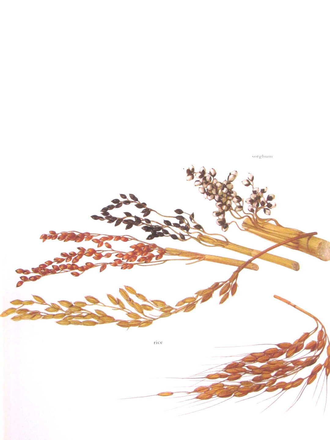 Rice, Sorghum, Color Plate, 7.75 X 11.5 In, Vintage Book Page ...