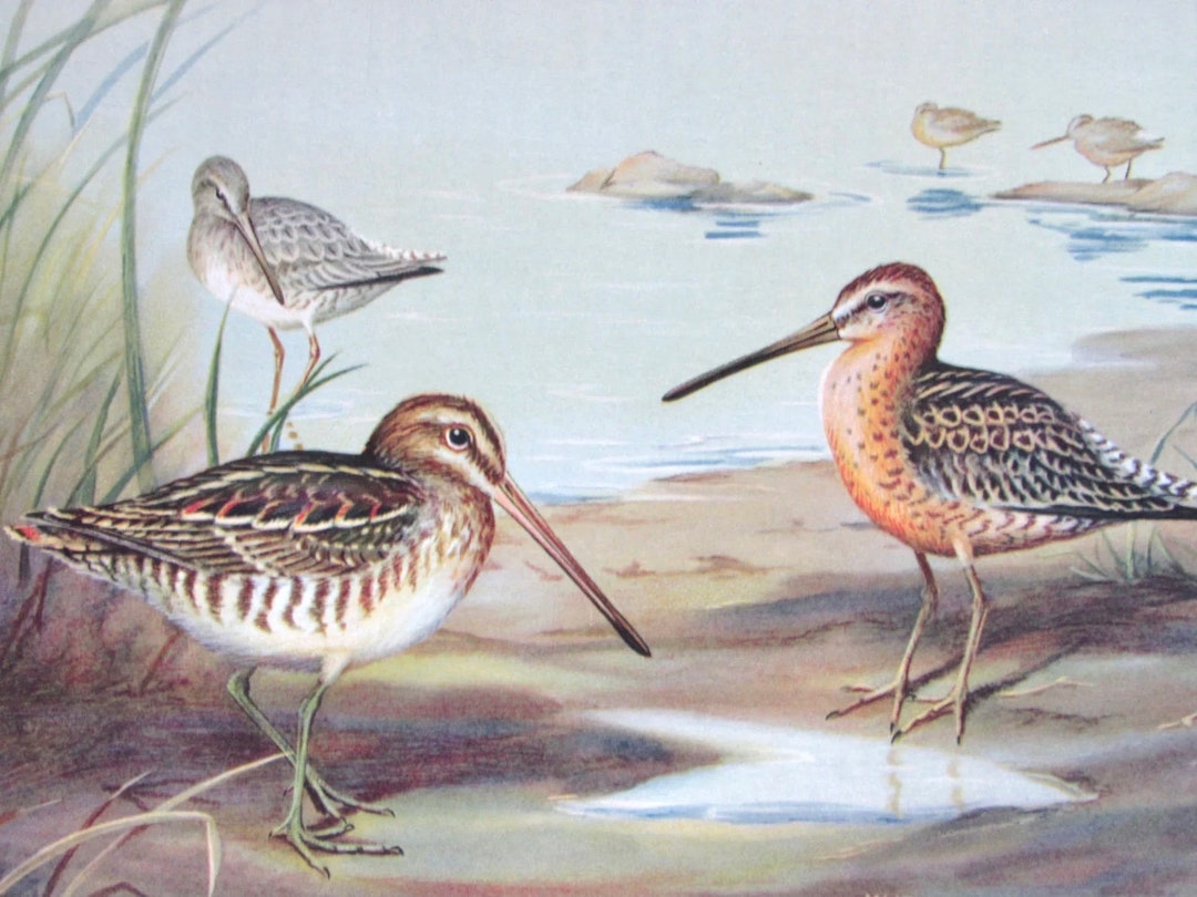 Snipe/dowitcher, 1968 Vintage Book Page, Bird Print, North American ...