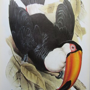 Edward Lear, Toco Toucan/eagle Owl, 10 X 14 In. 2-sided Color Plate ...
