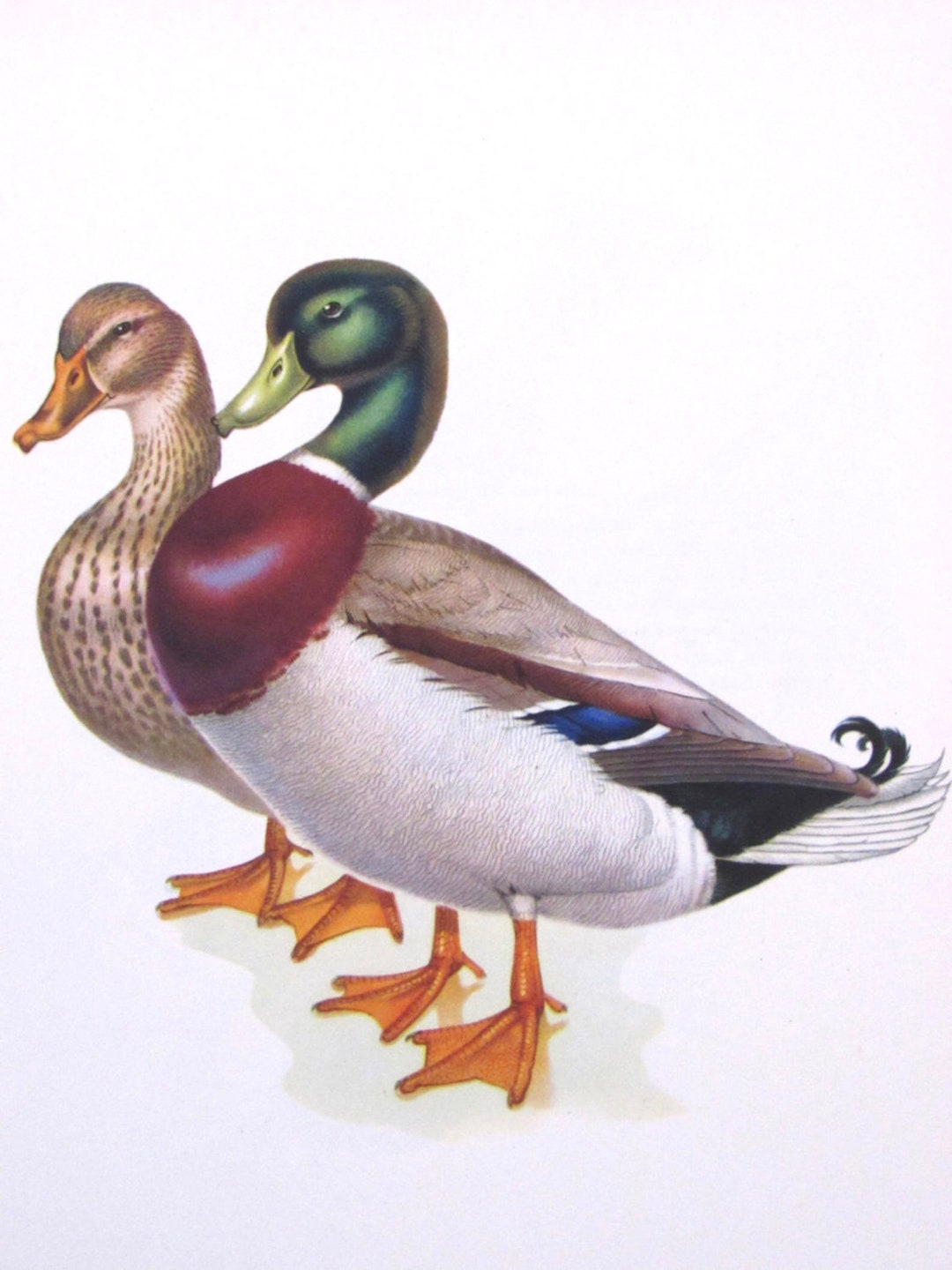 Menaboni's Birds/mallard/1950s Vintage Book Page, 8.75 X 12 In., for ...