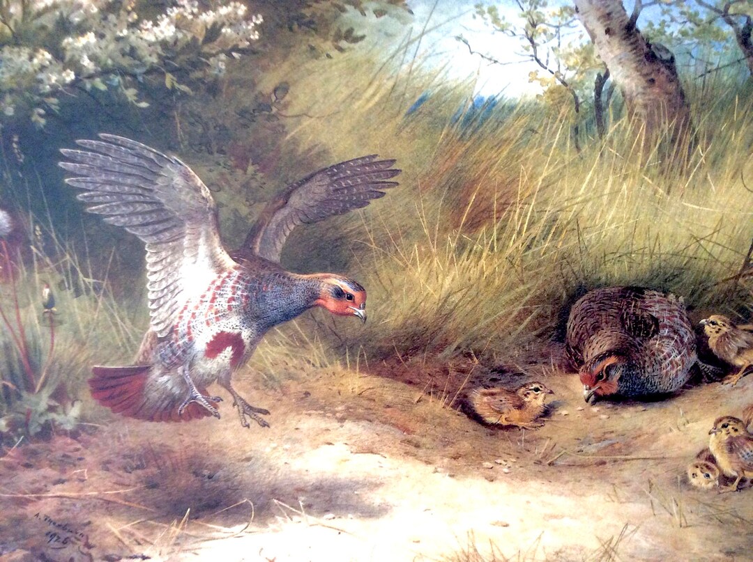 Common Partridge 1990s Reproduction Colorplate Book Plate - Etsy