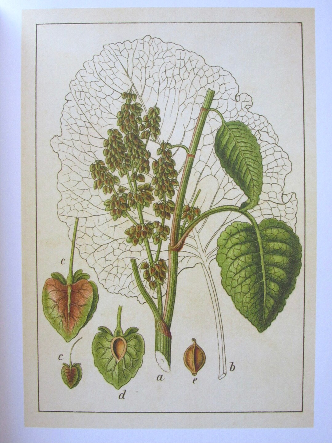 Botany Print, Floral Print, Nature Print, Ready-to-frame Vintage ...