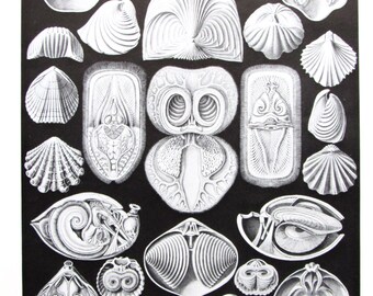 Ernst Haeckel Shells - Etsy