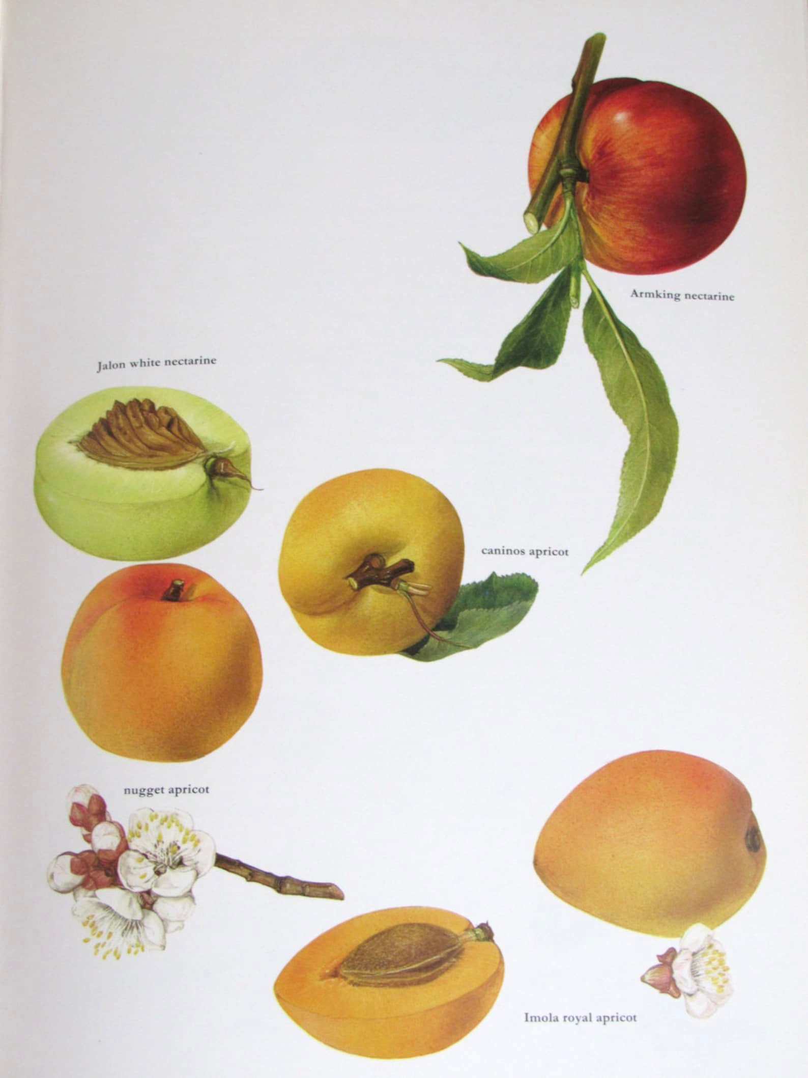 What Color Is A Nectarine