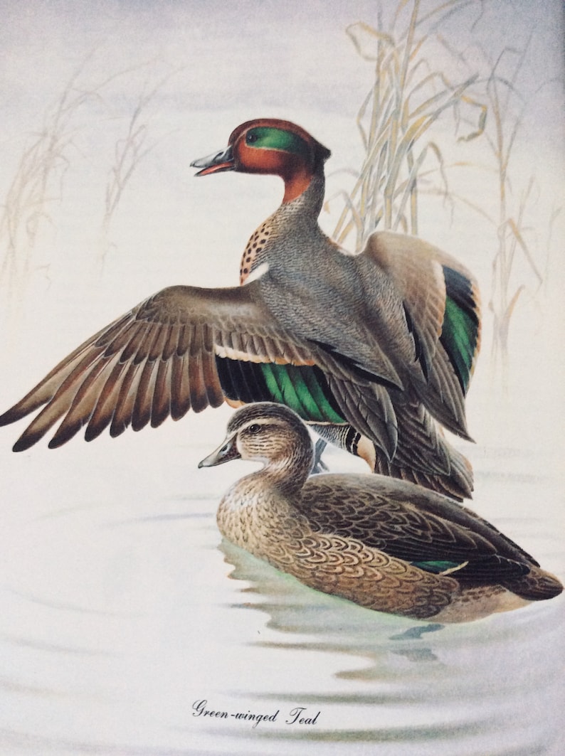 Menaboni's Birds Green-winged Teal 1950 Vintage Book - Etsy