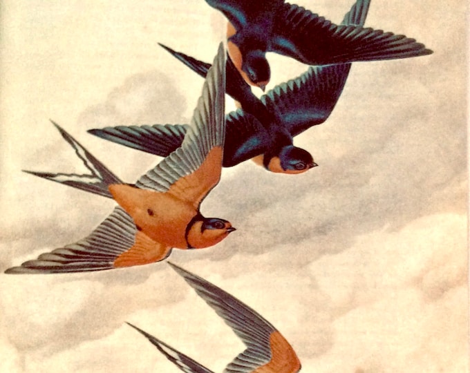 Menaboni's Birds, Barn Swallow, 1950 Vintage Book Page to Frame, 8.5 X ...