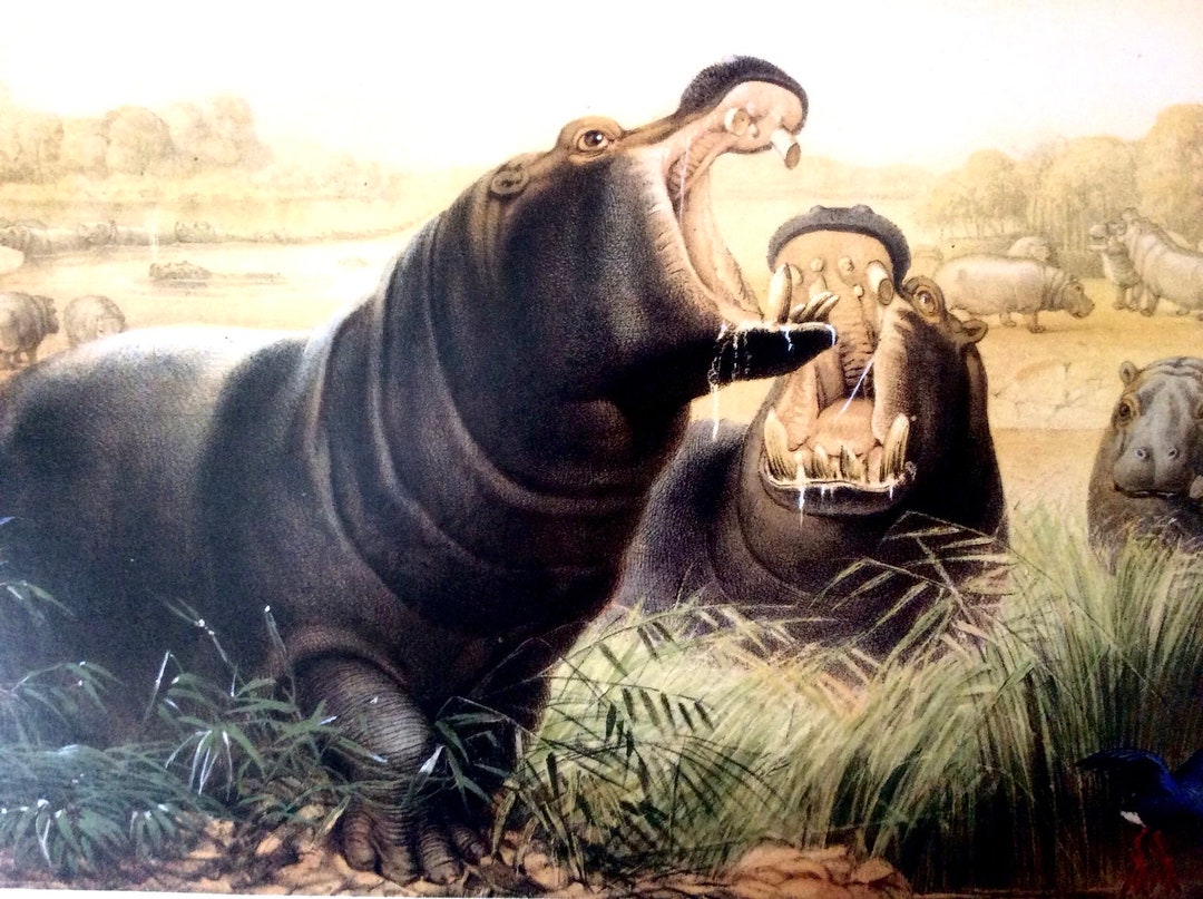 Hippopotamus, 1990s Reproduction Colorplate, Book Plate, 10 X 14 In ...