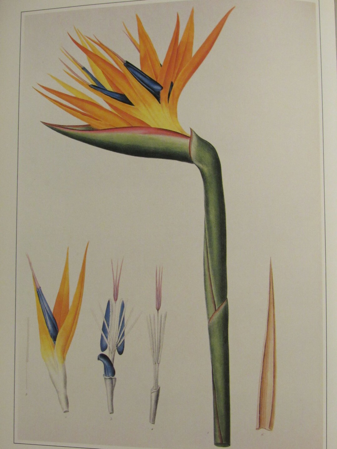 Vintage Color Plate, Strelitzia Reginae, Botany Plate, 9 X 13 In., Book ...