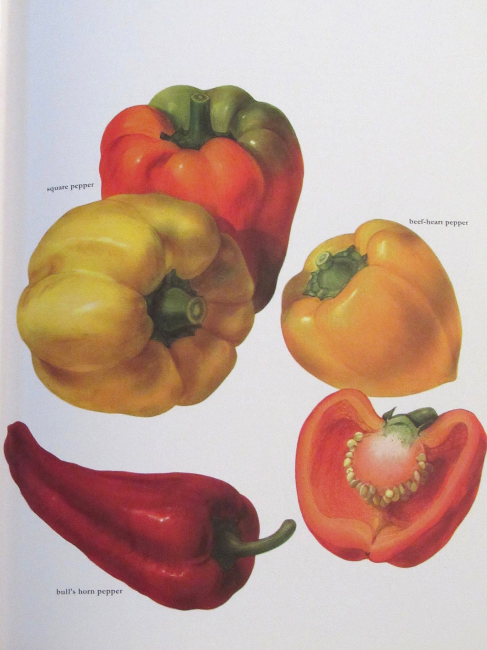 Pepper, Color Plate, 7.75 X 11.5 In, Vintage Illustration by Marilena ...