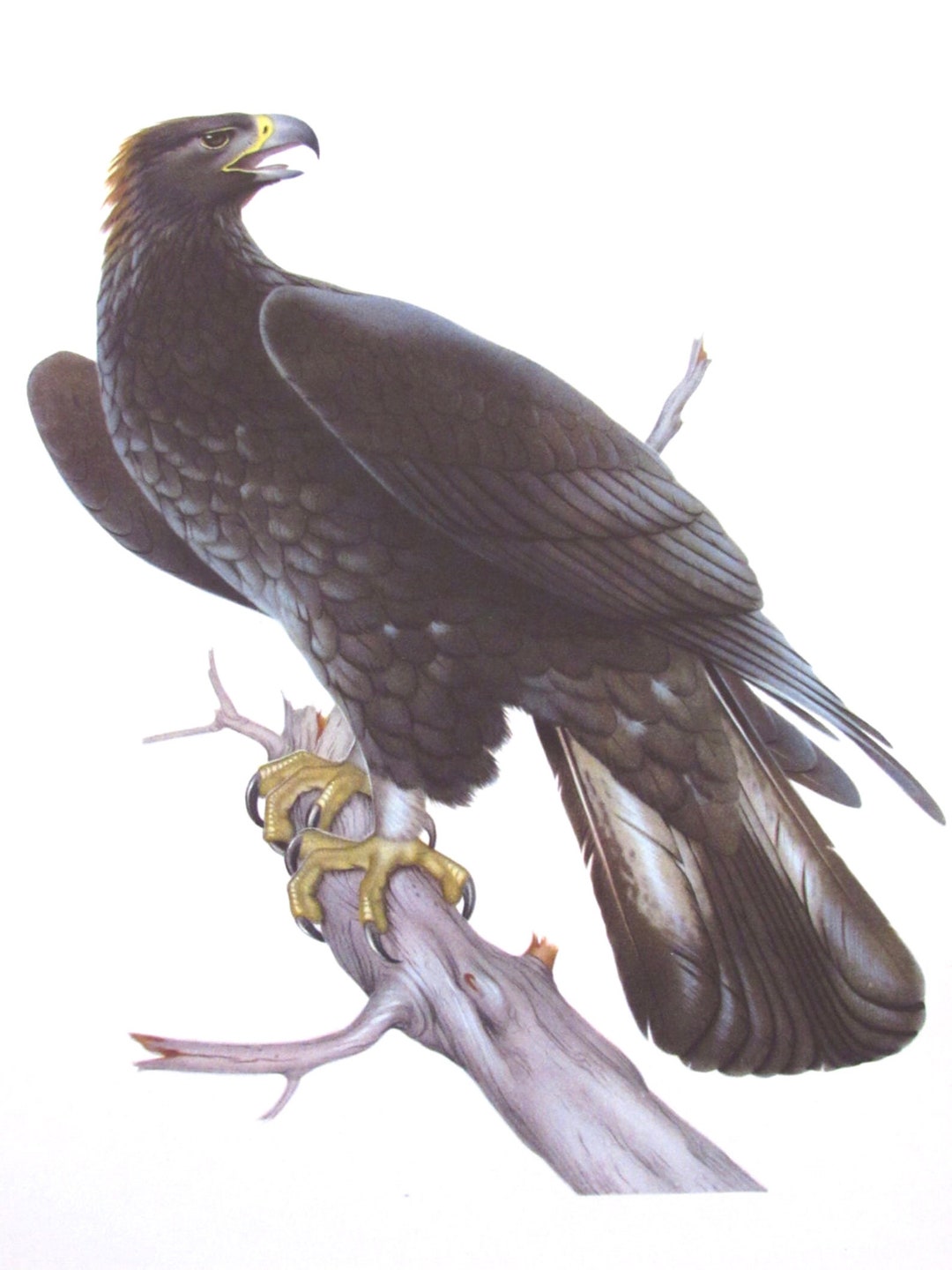 Menaboni's Birds/golden Eagle/1950s Color Plate/vintage Book Page Print ...