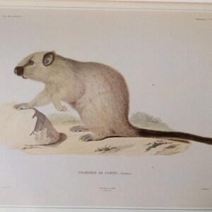 Slender Tailed Cloud Rat, 1990s Reproduction Colorplate, Book Plate, 10 ...