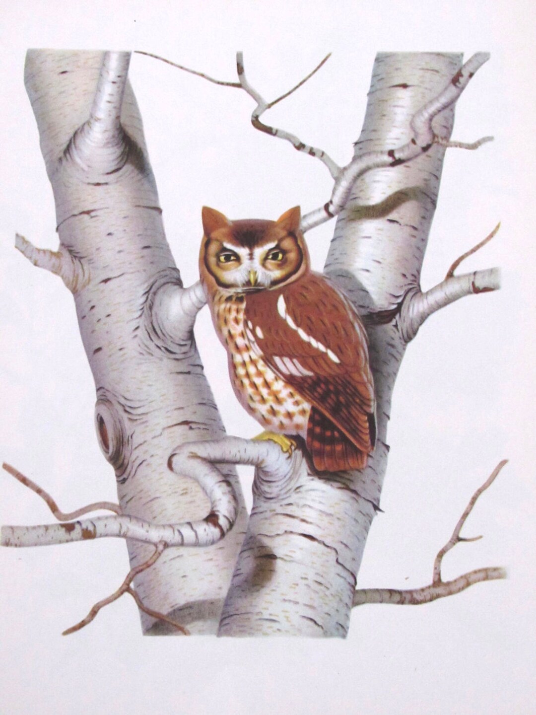 Menaboni's Birds/screech Owl/1950s Color Plate/bookplate/unframed Book ...