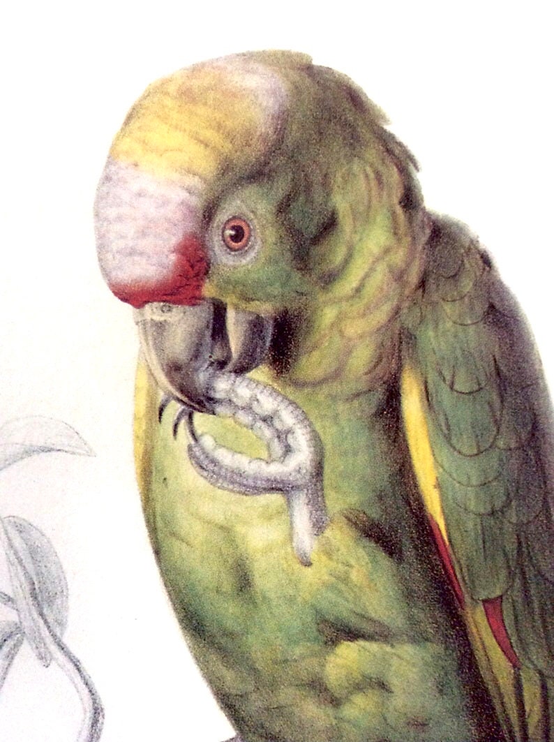 Yellow-cheeked Amazon, 1990s Reproduction Colorplate, Book Plate, 10 X ...
