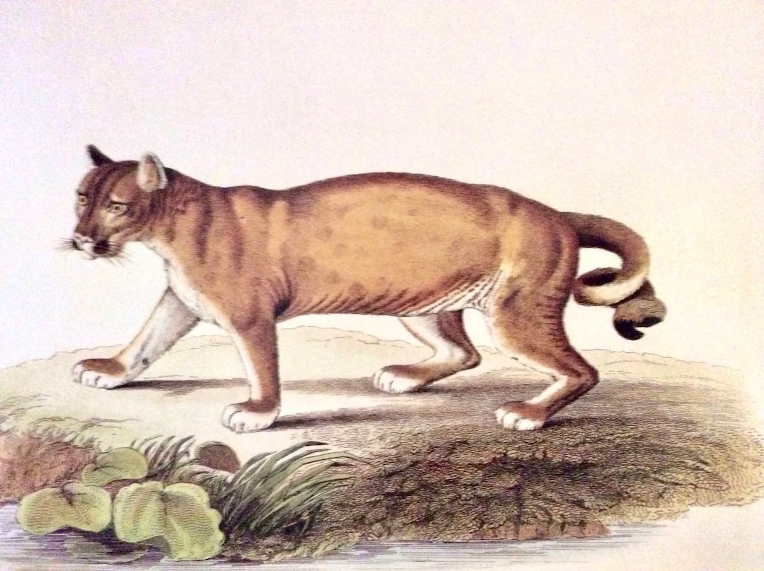 Puma, 1990s Reproduction Colorplate, Book Plate, 10 X 14 In. Book Page ...