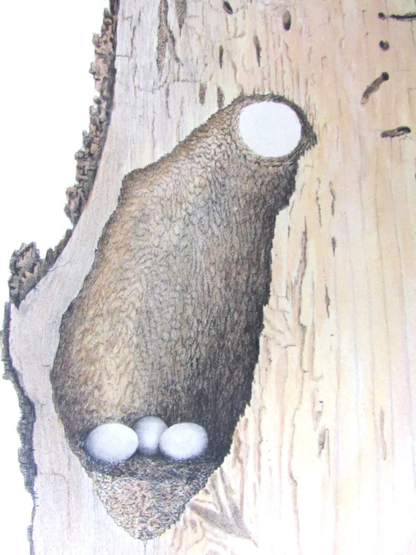 Downy Woodpecker Nest and Eggs/color Plate/vintage Book Page Print ...