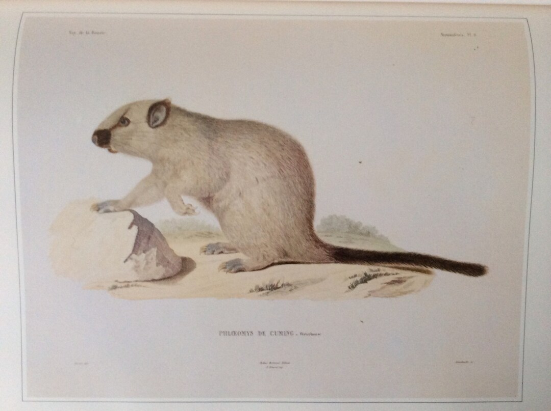 Slender Tailed Cloud Rat, 1990s Reproduction Colorplate, Book Plate, 10 ...