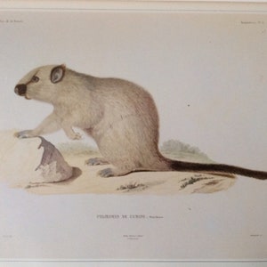 Slender Tailed Cloud Rat, 1990s Reproduction Colorplate, Book Plate, 10 ...