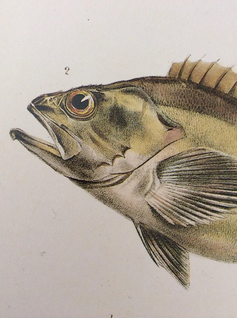 False Jacopever 10 x 14 in. Vintage Book Page Fish Nature | Etsy