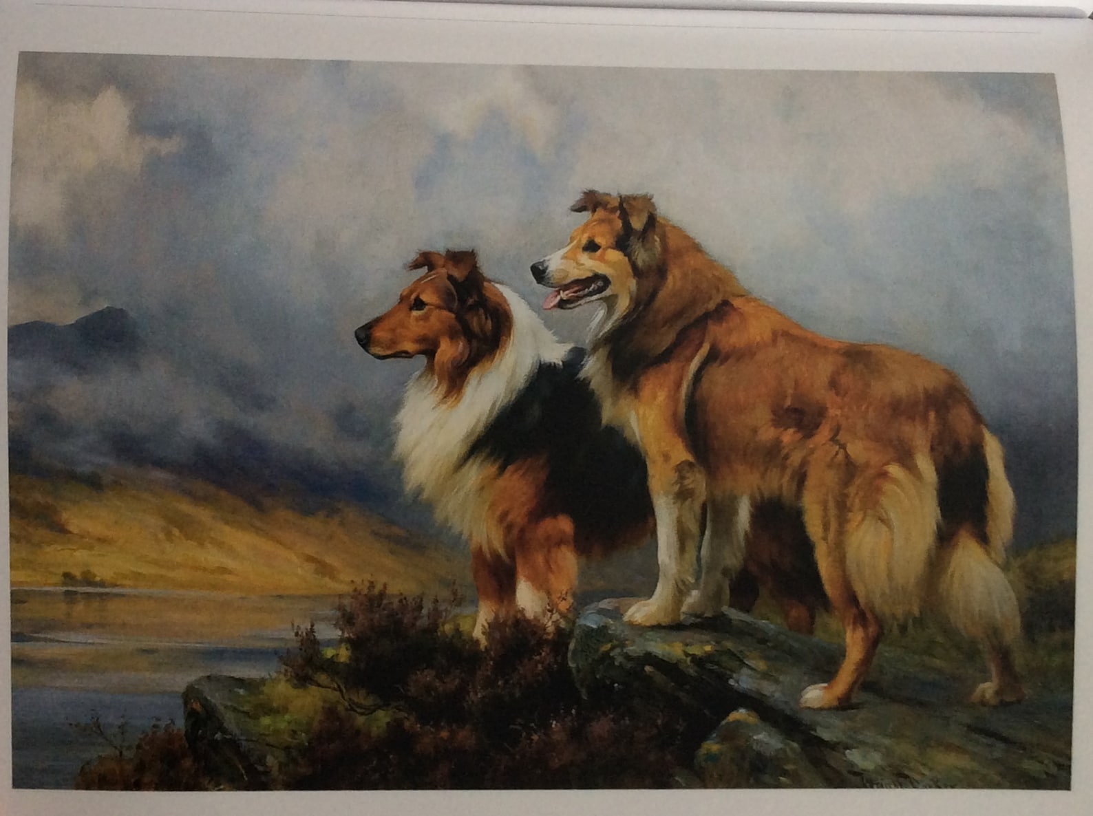 Vintage Dog Print Reproduction, Ready to Frame, 8 X 11 In. - Etsy