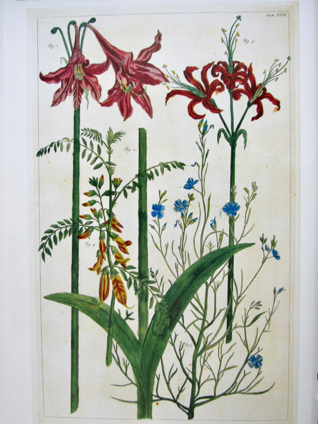 Lilies/snakes, Sunflowers, Nature Print, Botany Print, 2-sided Book ...