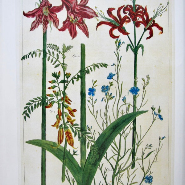 Albertus Seba - Etsy
