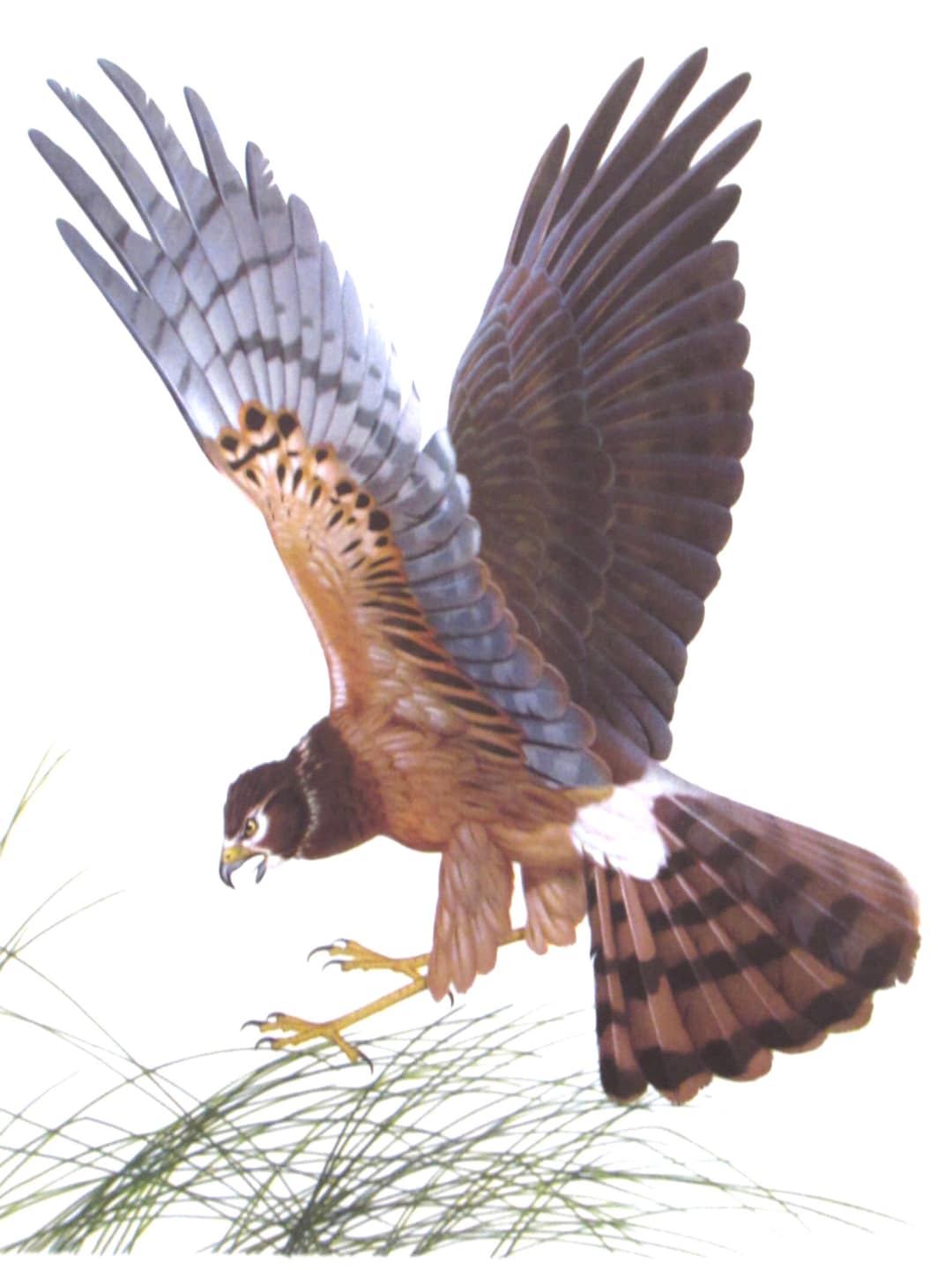 Menaboni's Birds/marsh Hawk/1950s Color Plate/unframed Book Page Print ...