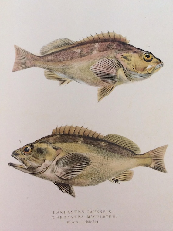 False Jacopever 10 x 14 in. Vintage Book Page Fish Nature | Etsy