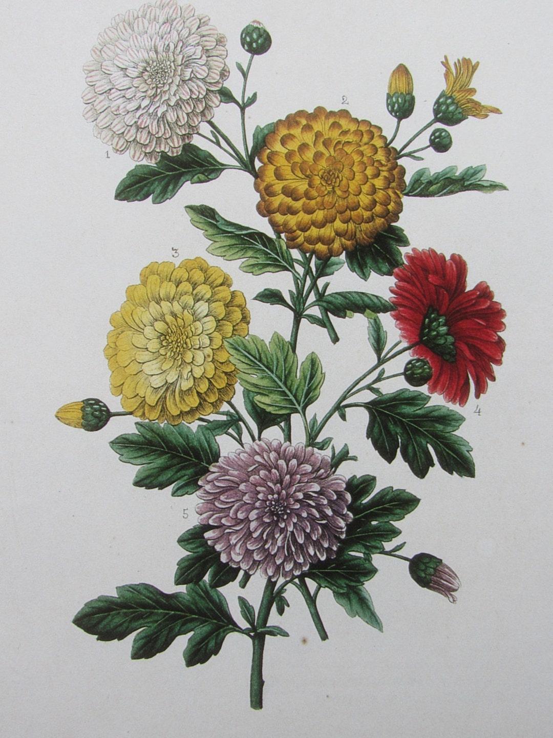 Chrysanthemums, Reproduction Color Plate, 9 X 12 In. Vintage Book Page ...