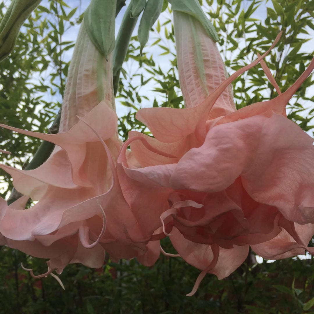 10 Evelyn Rose Angel Trumpet Seeds Fragrant Brugmansia Datura Flower ...