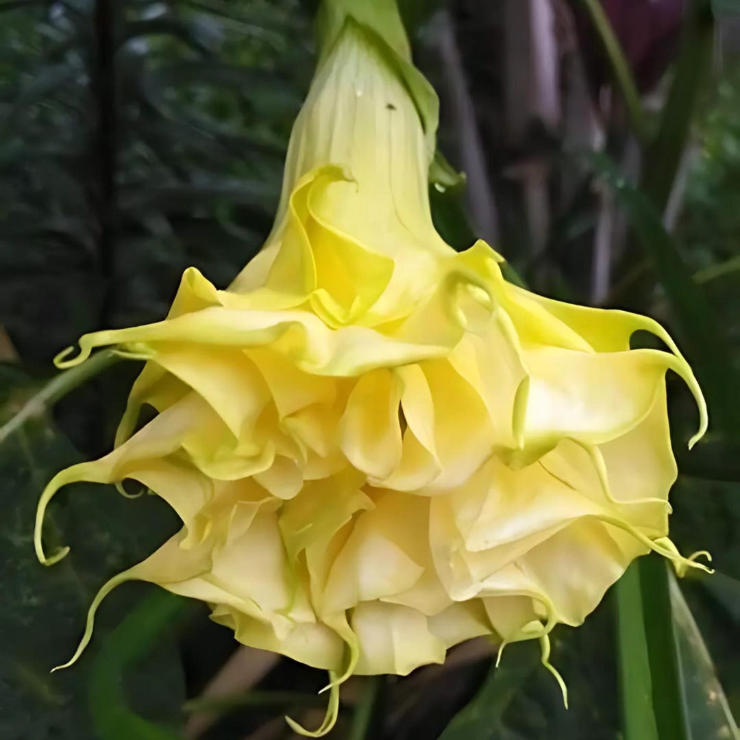 10 Triple Yellow Angel Trumpet Seeds Brugmansia Datura Exotic Flowers ...