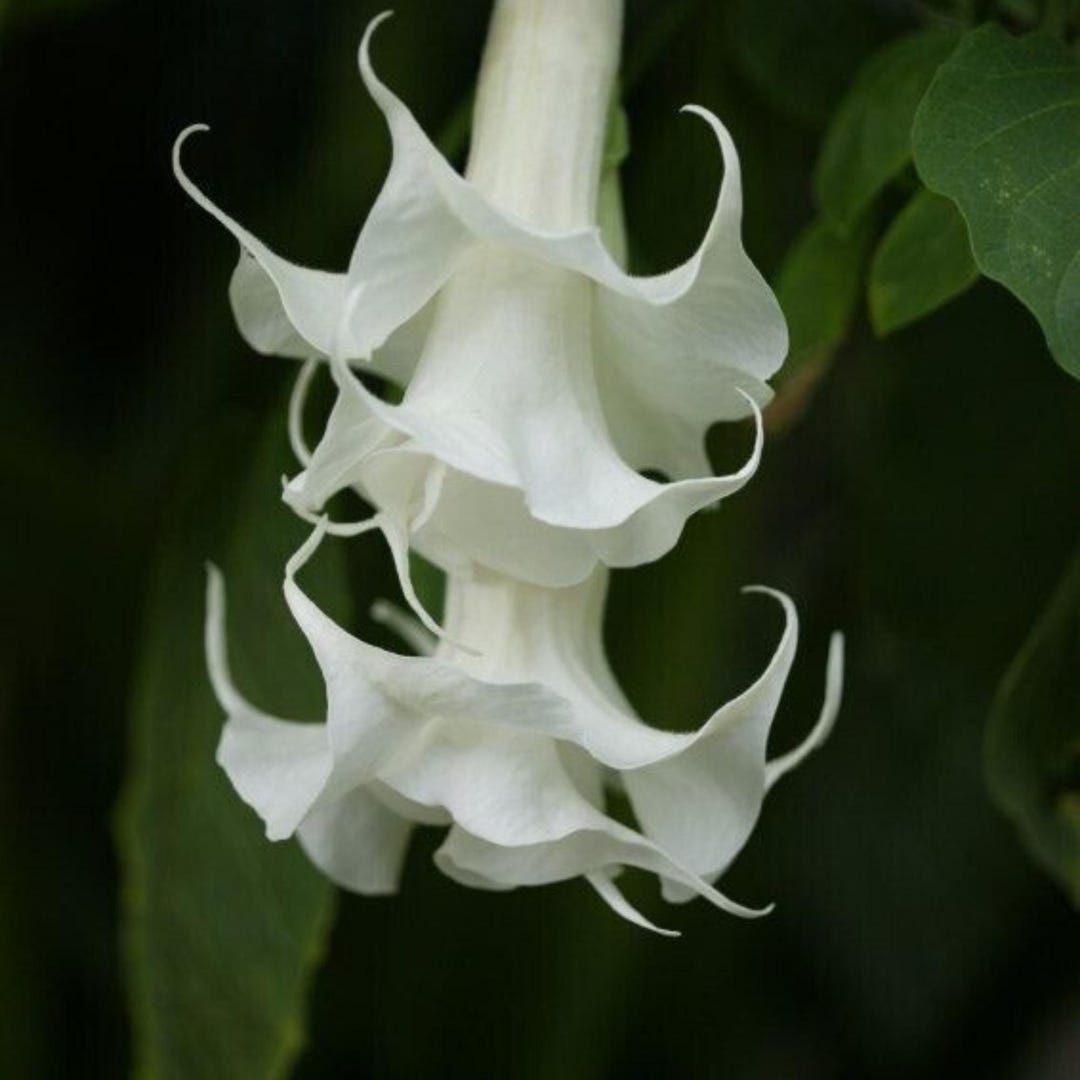 10 Triple White Angel Trumpet Seeds Brugmansia Datura Exotic Flowers ...
