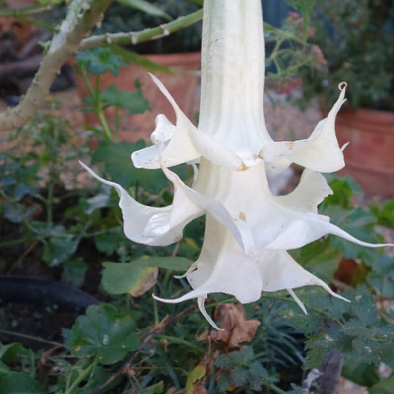 10 Triple White Angel Trumpet Seeds Brugmansia Datura Exotic Flowers ...