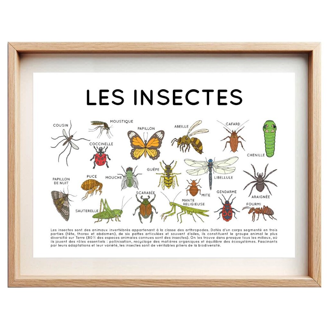 Educational Poster on Insects - Poster With Illustrations, Names ...