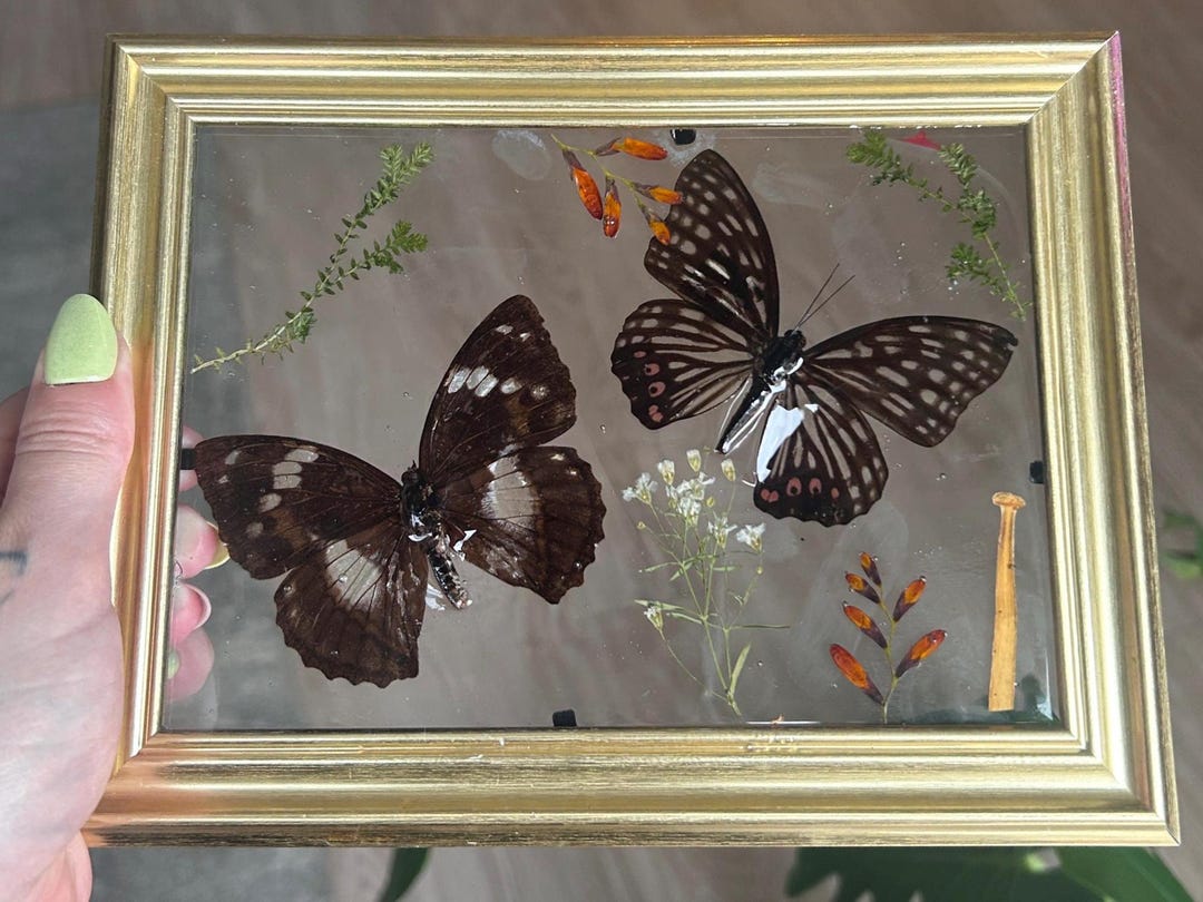 Real Butterflies Framed in Resin With Real Pressed Flowers, Entomology ...