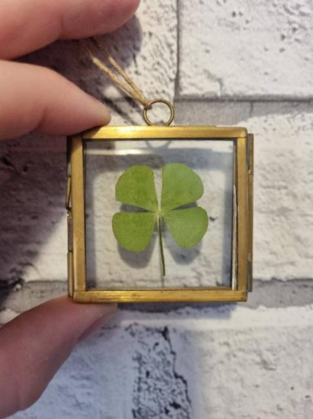 Dried 4 Leaf Clover in a 5 X 5cm Brass Hanging Frame | Good Luck Gifts ...