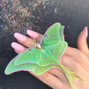 Silk Luna Moth Hair Clip With Crystal - Green or Unicorn Colours. 10cm ...