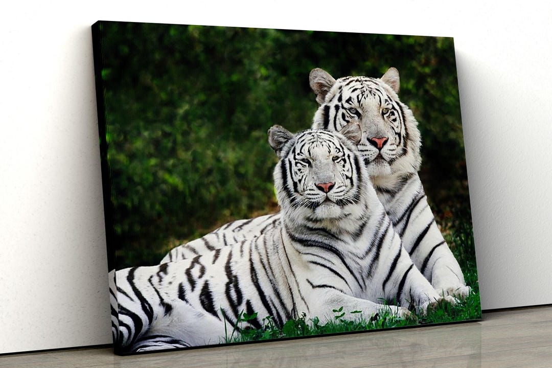 White Tiger Framed Canvas Art: Wildlife Photography Print - Etsy UK