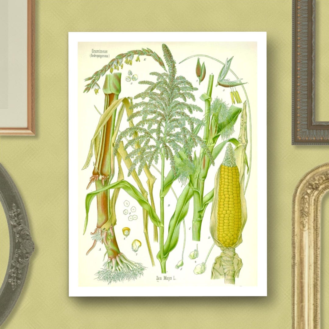 Corn Anatomy Botanical Print: Retro Kitchen Wall Art - Etsy