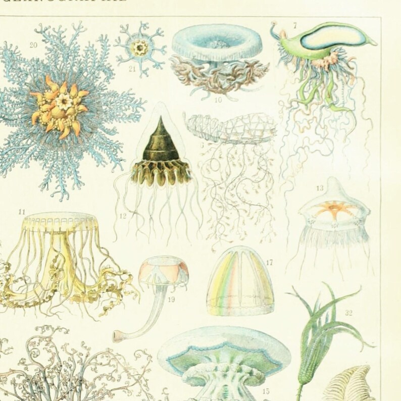 Sea Life Poster Print: Vintage Oceanography Illustration - Etsy