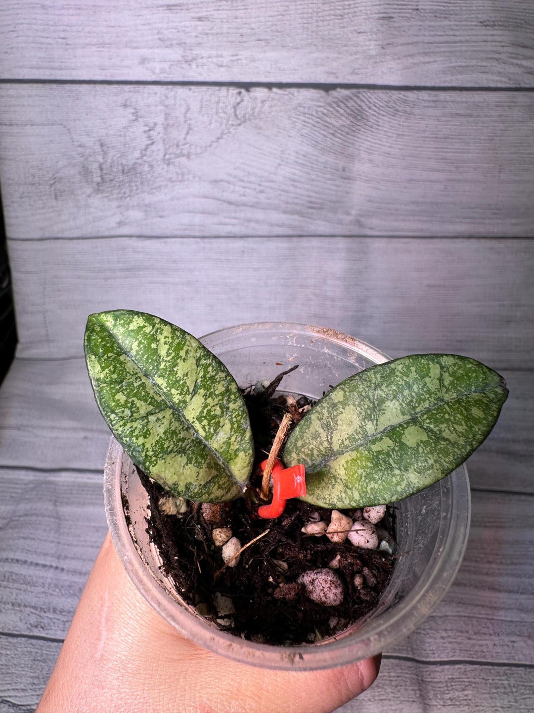 Hoya Crassipetiolata Splash lightly Rooted - Etsy