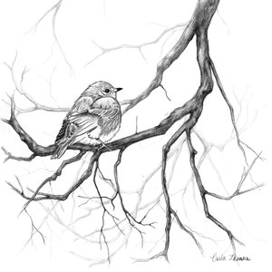 how to draw a birds nest in a tree