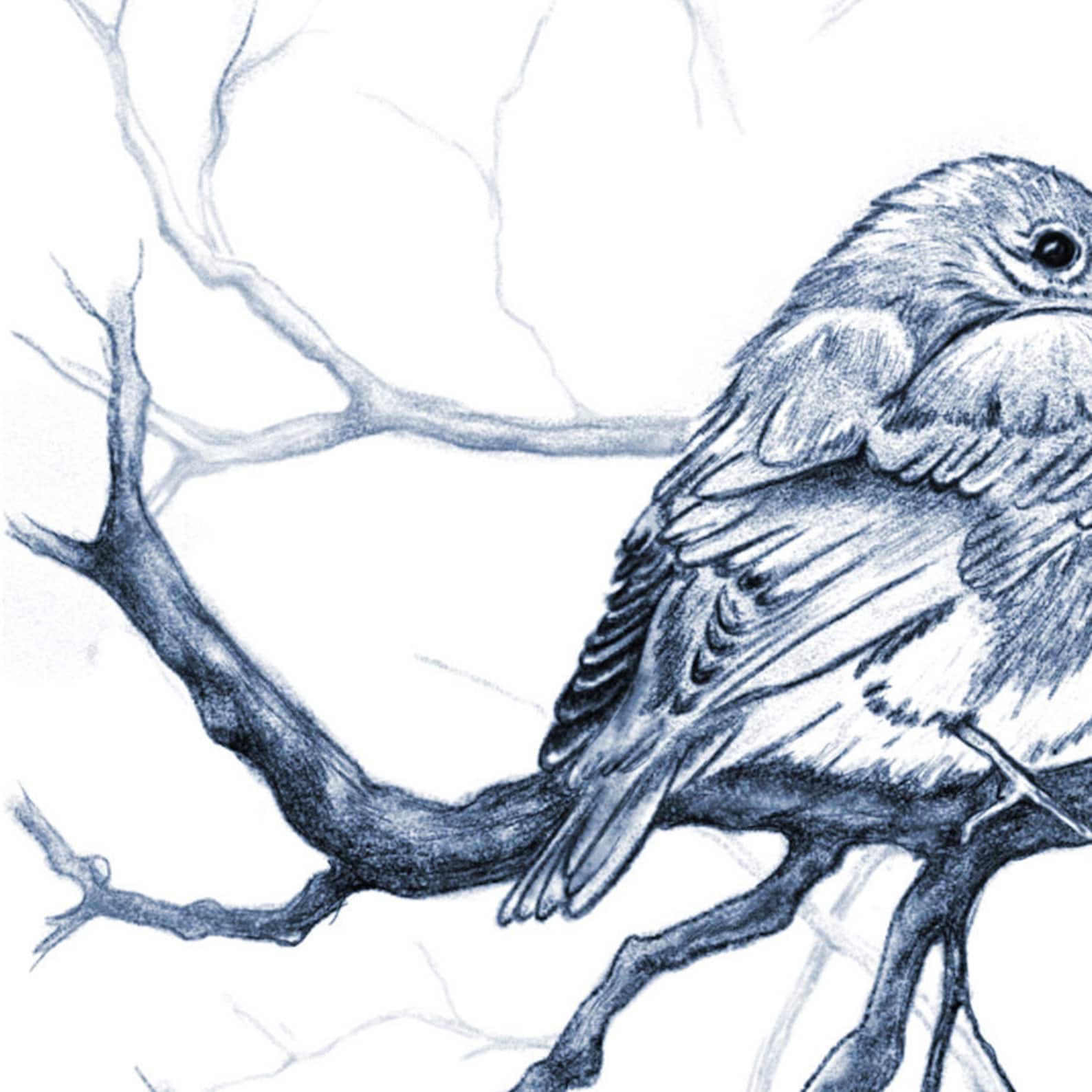 Pencil Drawing Bluebird on Tree Branch, Blue White Botanical ...