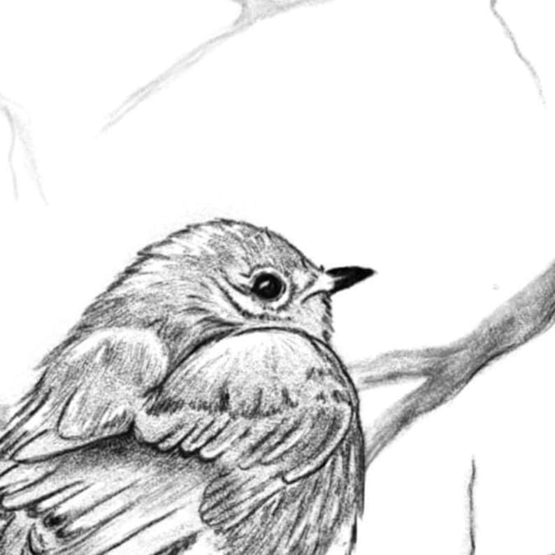 Buy Bluebird Art Print – Charcoal Bird Drawing – Minimalist Nature Wall ...