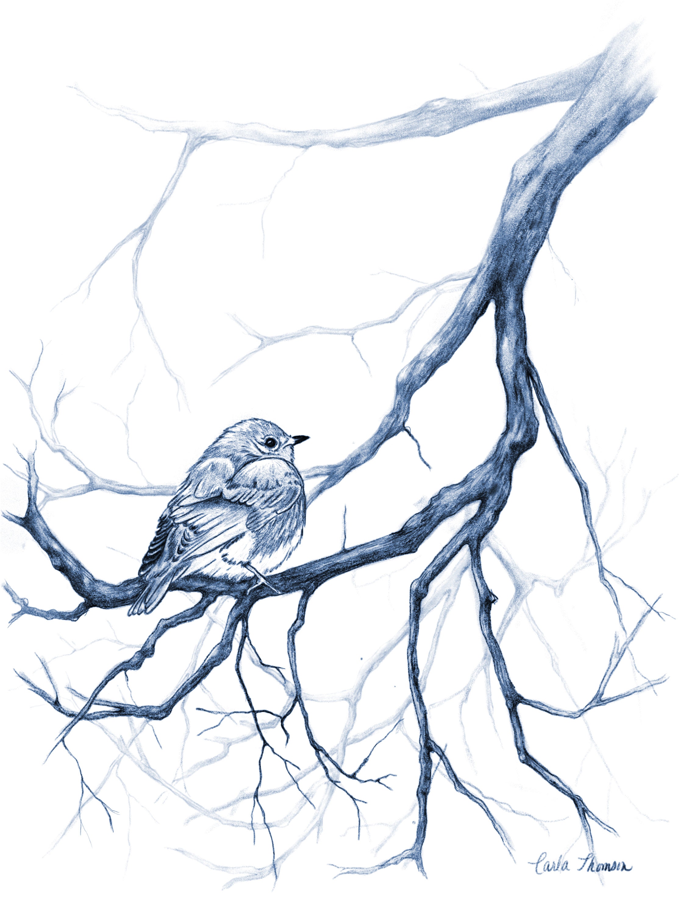 Pencil Drawing Bluebird on Tree Branch, Blue White Botanical ...
