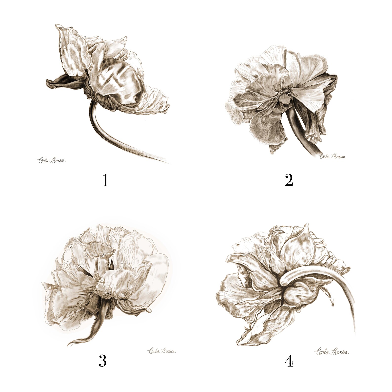 Sepia Botanical Floral Illustration, Minimalist Flower Drawing ...